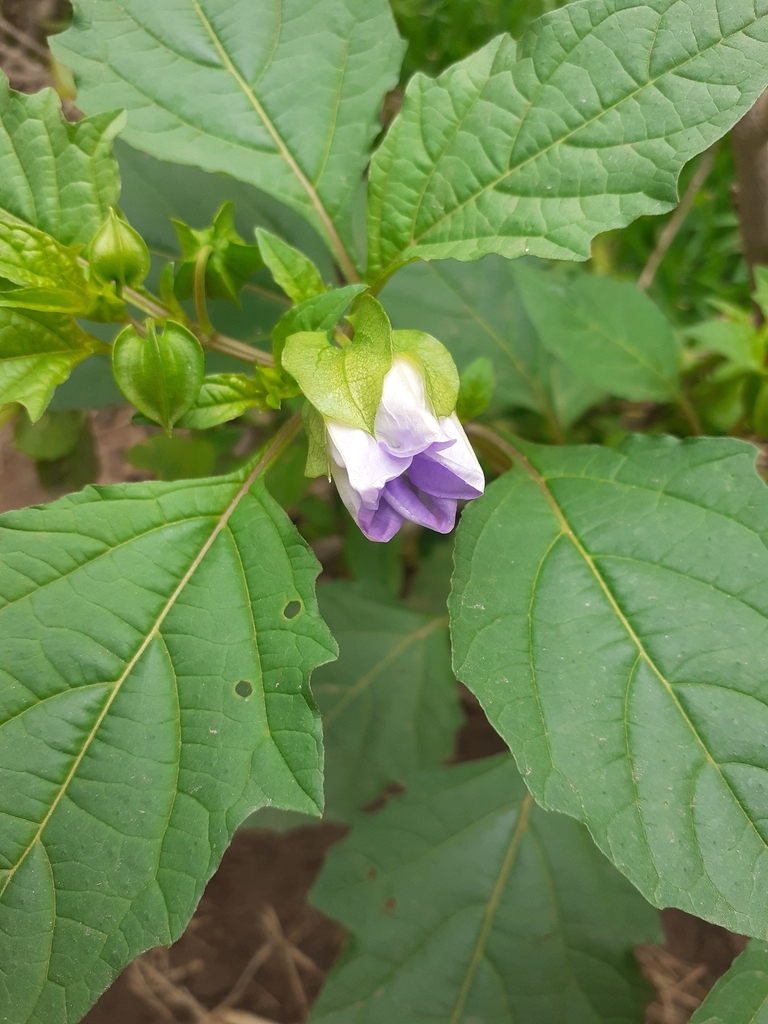 apple-of-Peru from Santiago de Surco on September 26, 2020 at 11:42 AM ...