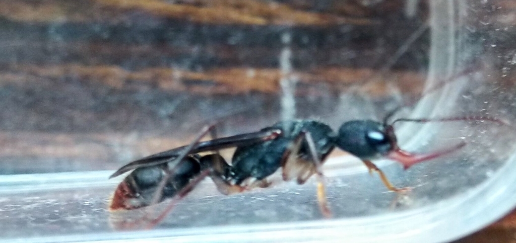 Harpegnathos venator from Darjiling, IN-WB, IN on June 7, 2020 at 01:46 ...