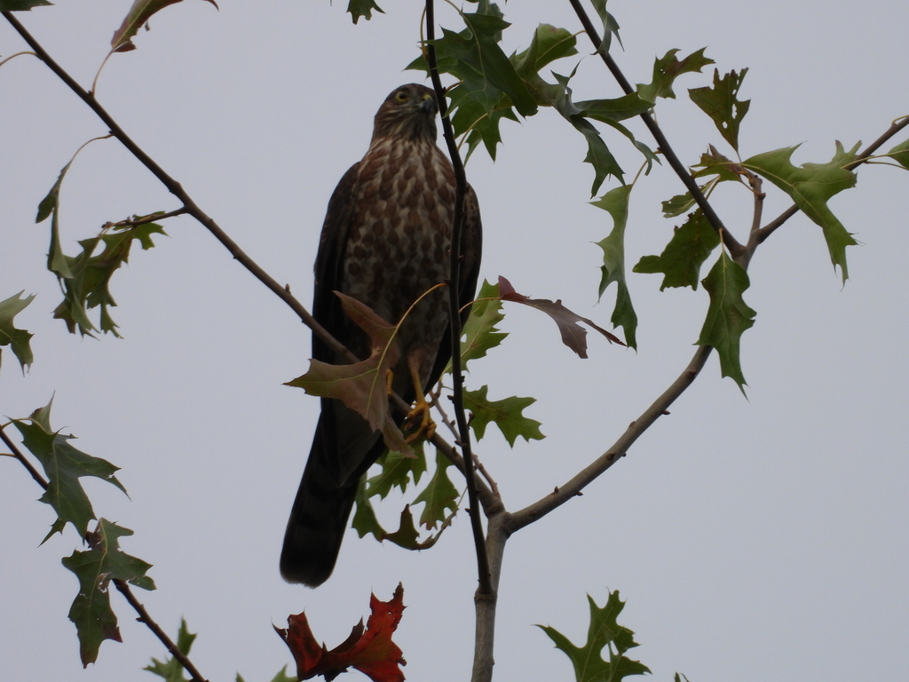 Sharp-shinned Hawk from South Hills, Eugene, OR 97405, USA on September ...