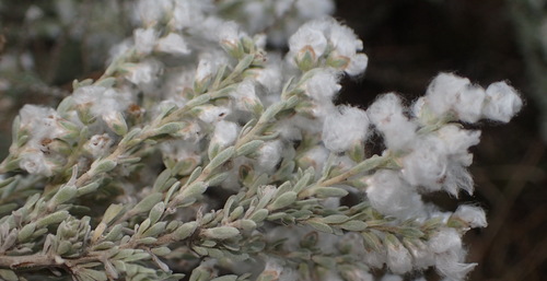 Variety Eriocephalus racemosus racemosus · iNaturalist