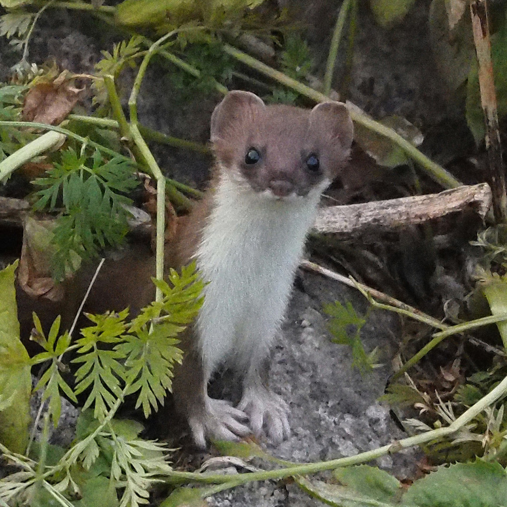 American Stoat from Boulder County, CO, USA on September 15, 2020 at 06 ...