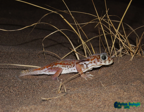 Persian Wonder Gecko (Teratoscincus keyserlingii) · iNaturalist