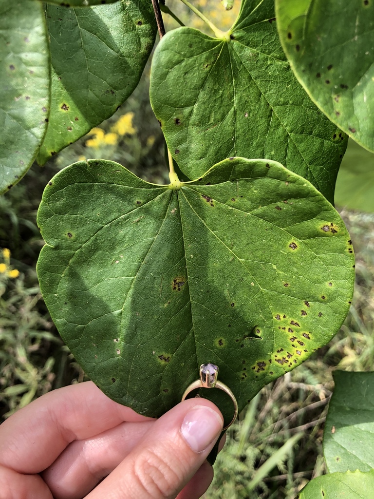 eastern redbud from Hancock Taylor Ln, Richmond, KY, US on September 22 ...