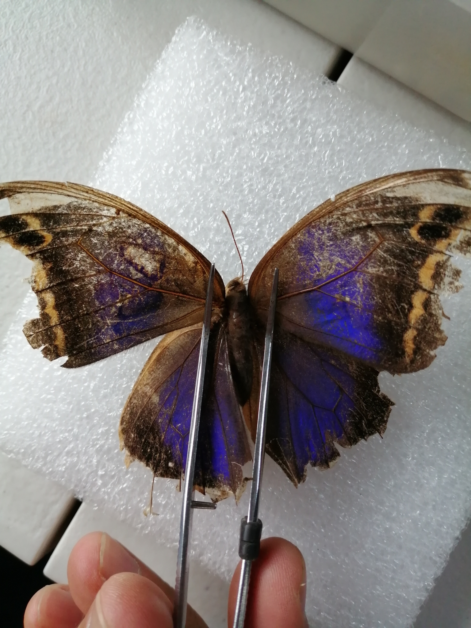 Eryphanis aesacus (Herrich-Schäffer, 1850)