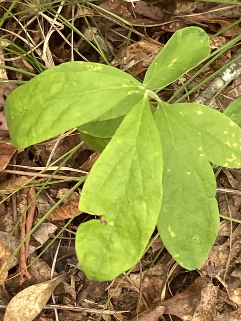 dangleberry in September 2020 by Robert Levy · iNaturalist