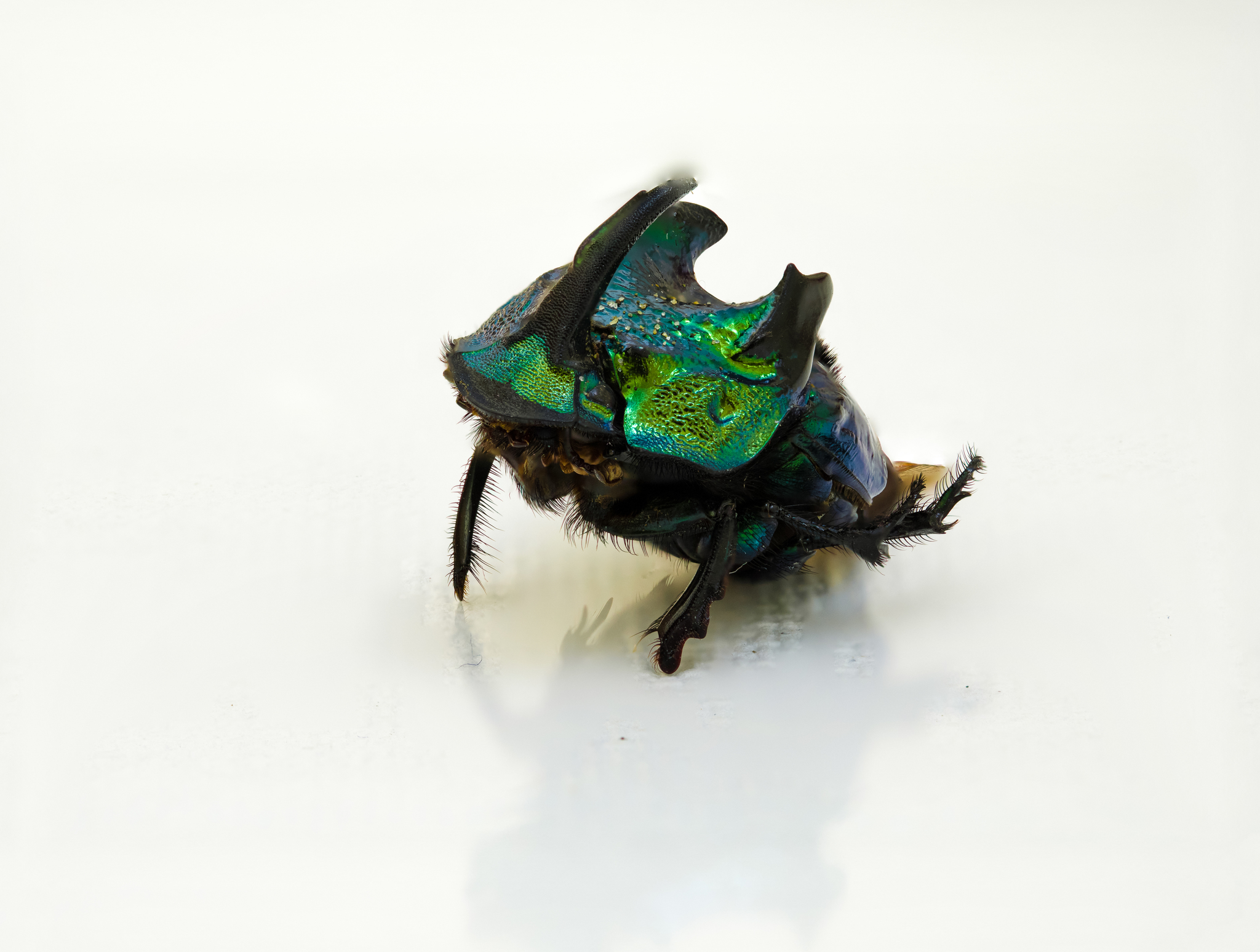 Phanaeus demon Castelnau, 1840