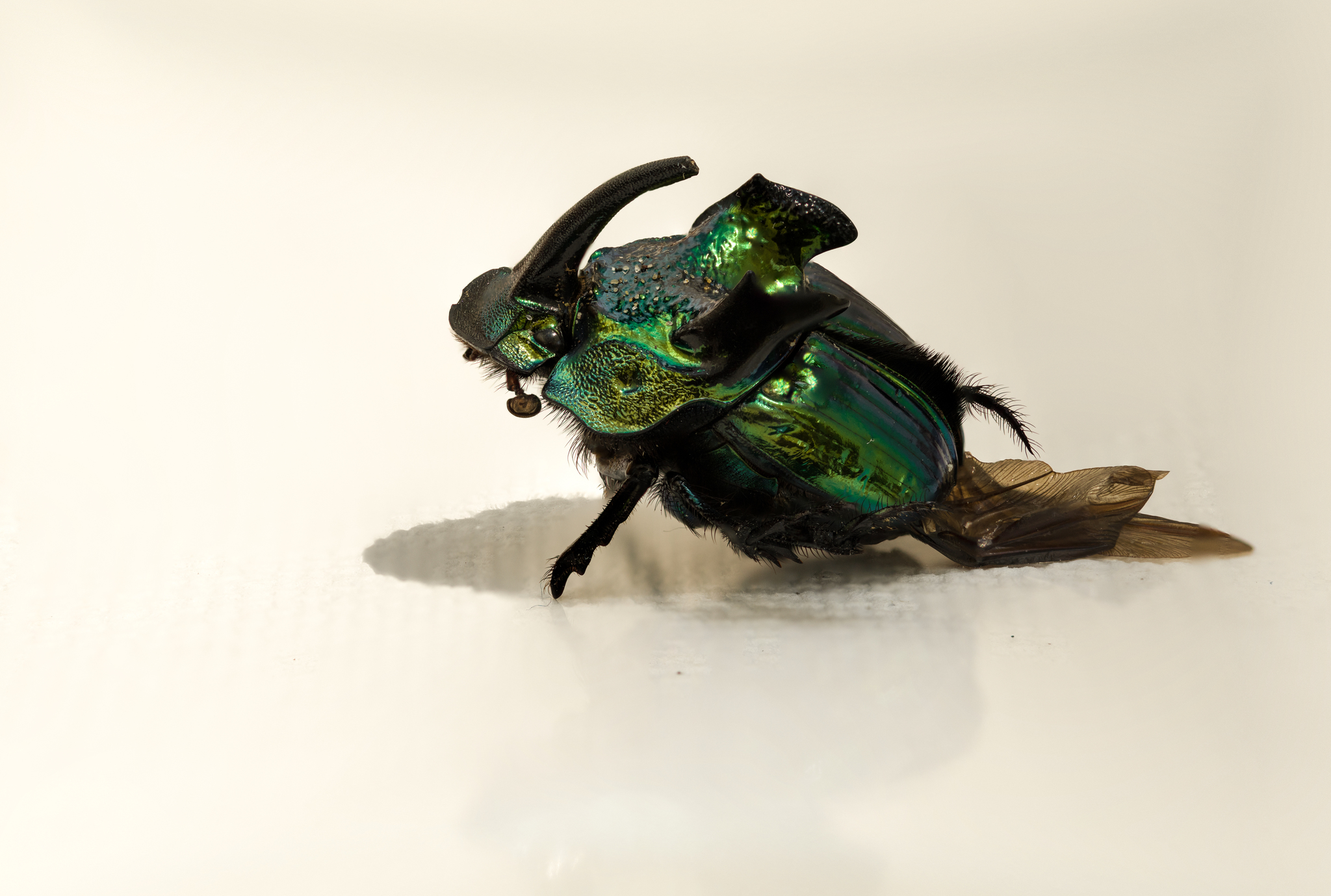 Phanaeus demon Castelnau, 1840