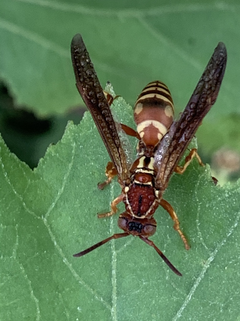 fuscatus-group Paper Wasps from North Fork San Gabriel River ...