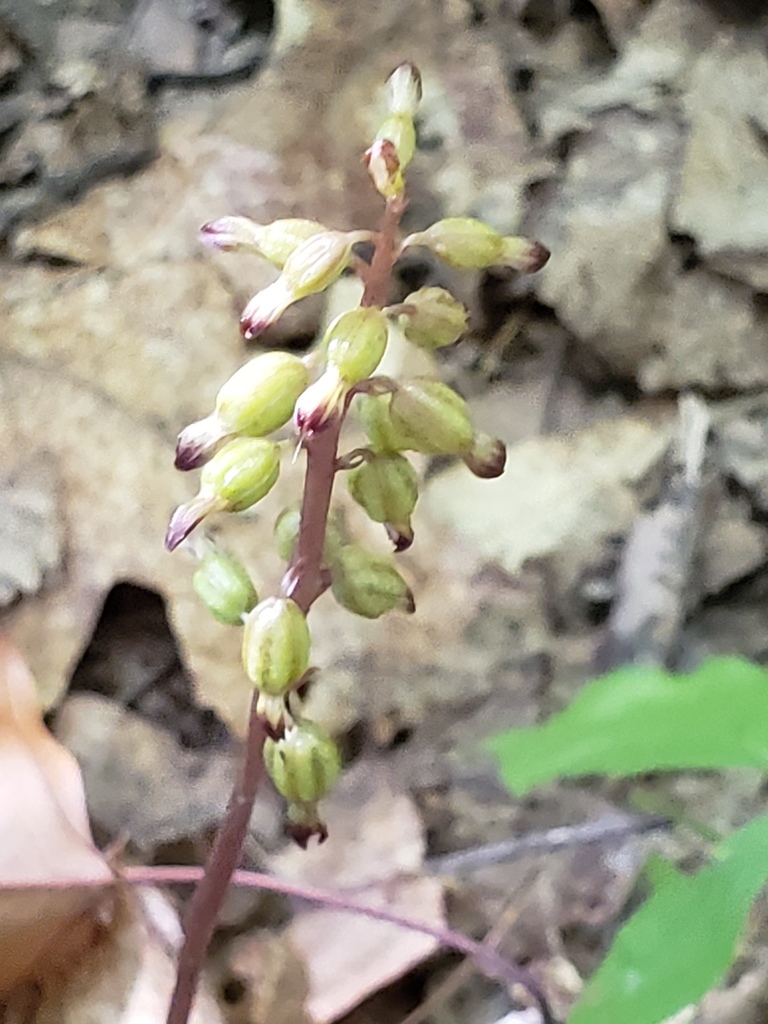 cleistogamous autumn coralroot in September 2020 by Dave Behm. Late ...