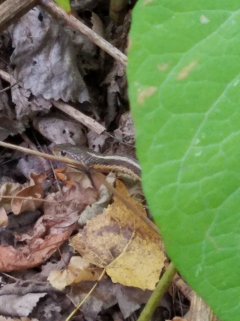 Common Garter Snake from Granger, NY, USA on September 26, 2020 at 05: ...