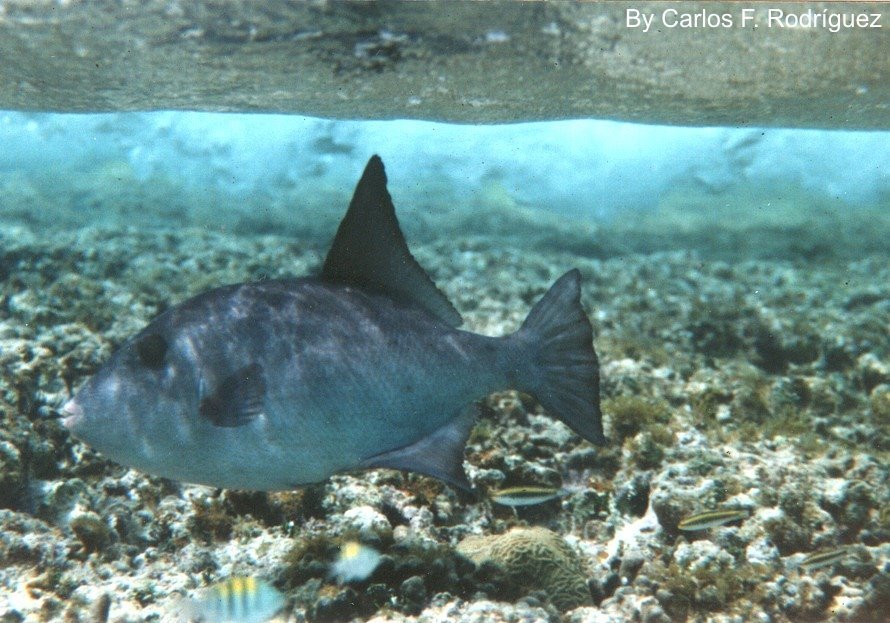 Oceanic Triggerfish (Canthidermis sufflamen) - Marine Life Identification