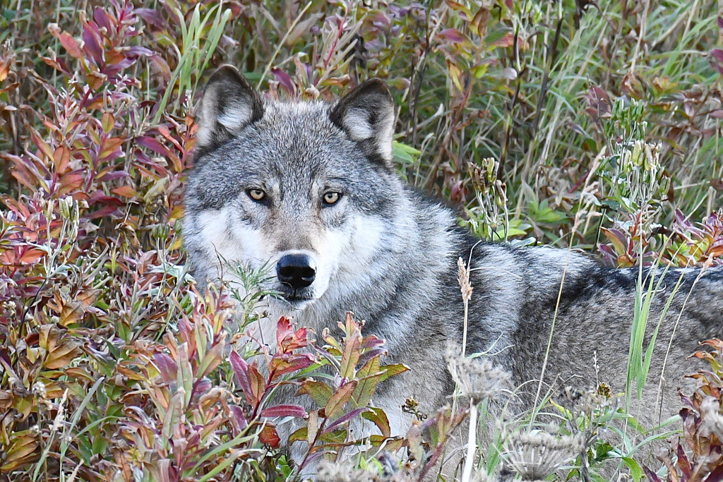 Lobo Gris Canis Lupus Lobo Gris Solitario Ingresa Al Condado De San