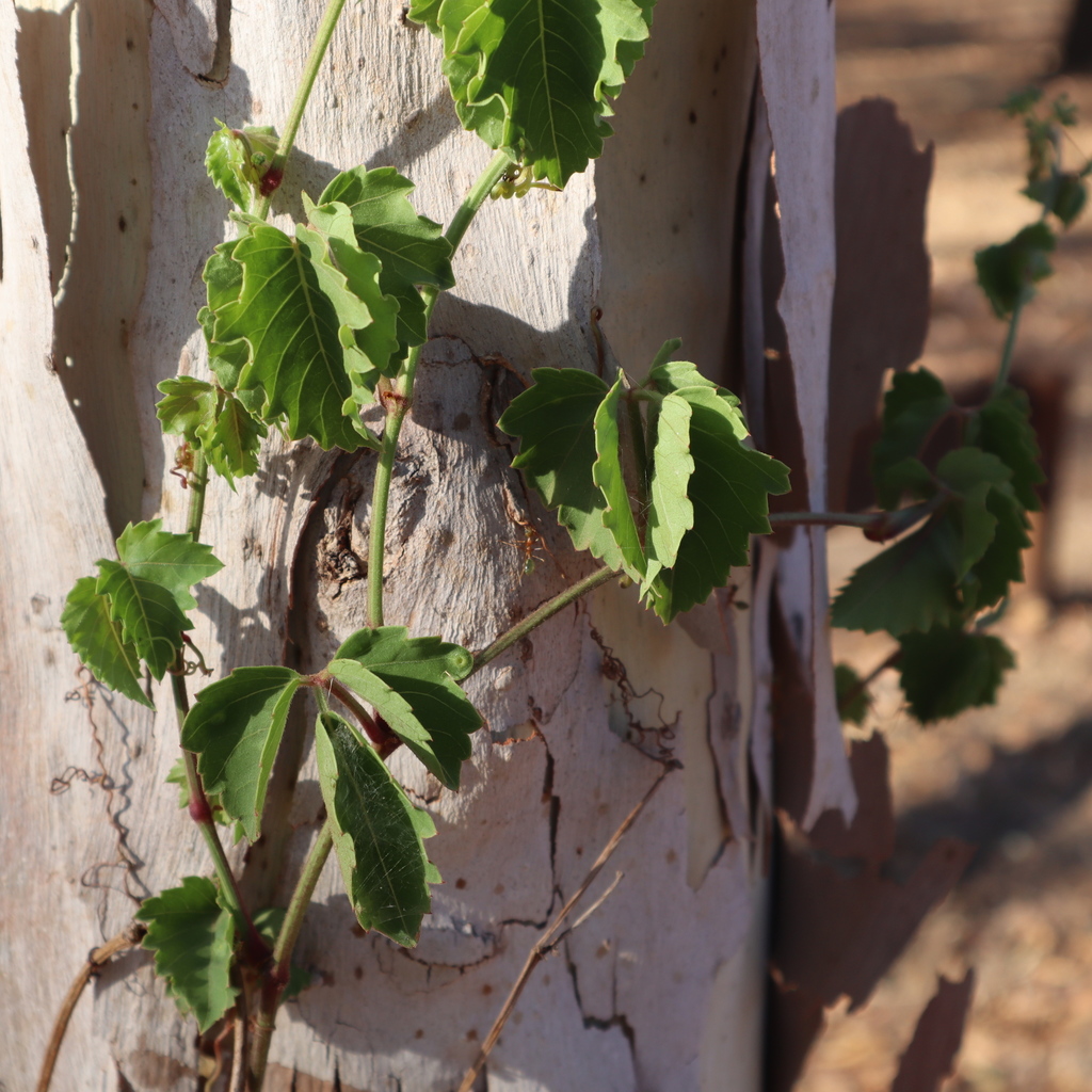 Three-Leaved Wild Vine from Lakefield QLD 4892, Australia on September ...