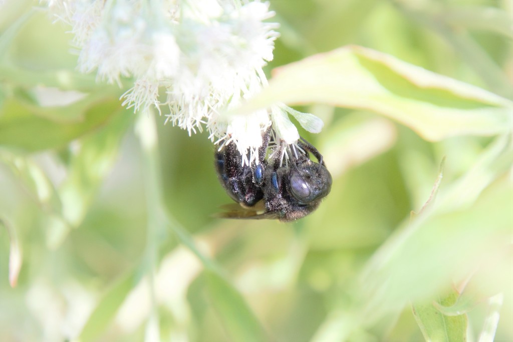 Southern Carpenter Bee in September 2020 by Shannon · iNaturalist