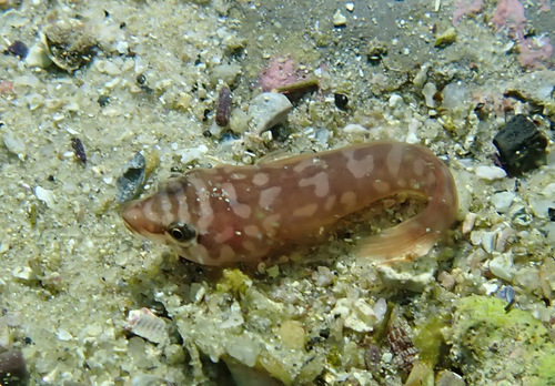 Pink Clingfish (Fishes of Cabbage Tree Bay Aquatic Reserve, Sydney ...