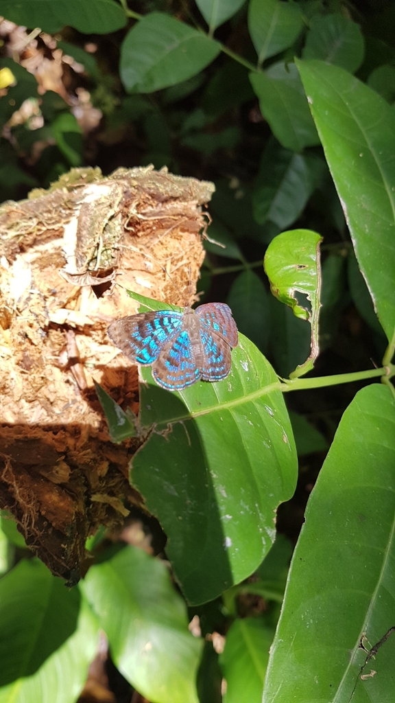 Borboleta-menander (Butterflies Brazil) · iNaturalist