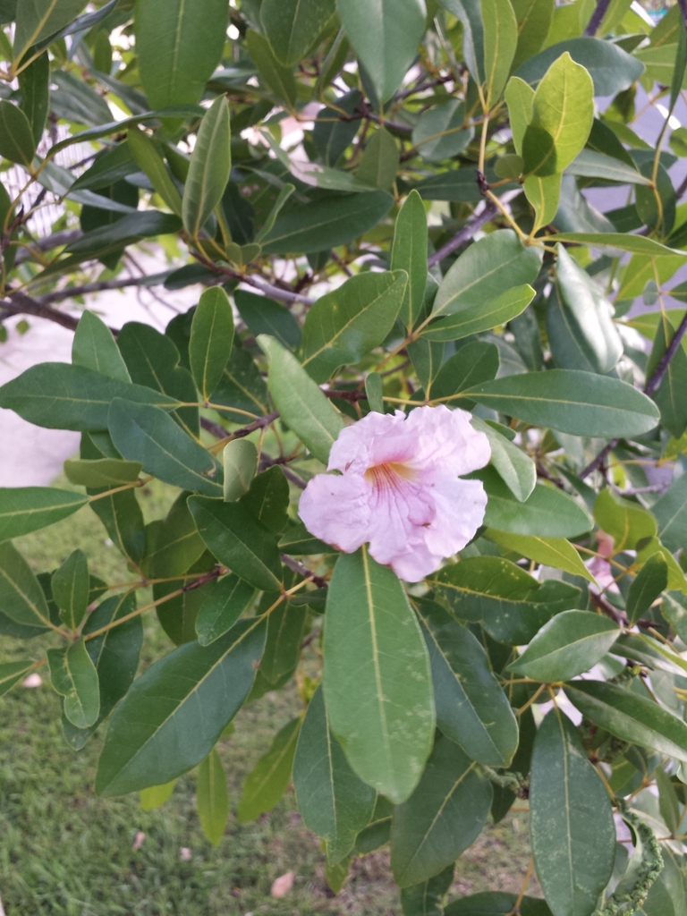 Pink Trumpet-tree (Tabebuia heterophylla) - Botanical Realm
