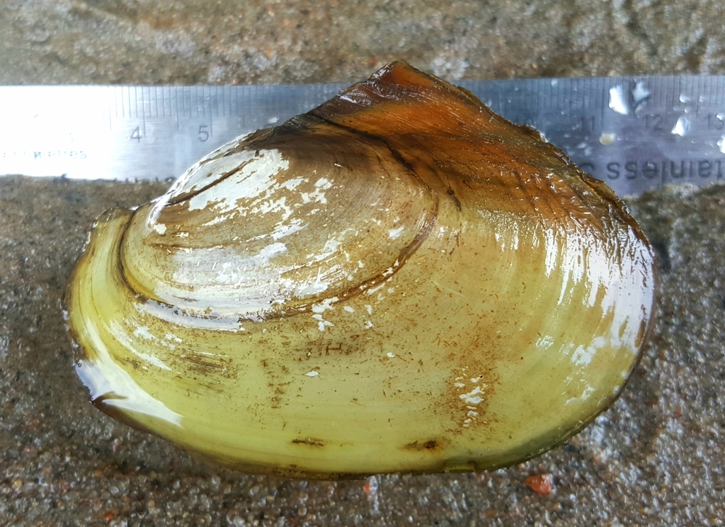 Fragile Papershell (Mussels of Crane Meadows National Wildlife Refuge ...