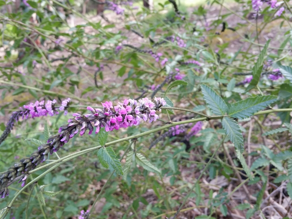native scurf-pea from North Adelaide SA 5006, Australia on September 27 ...