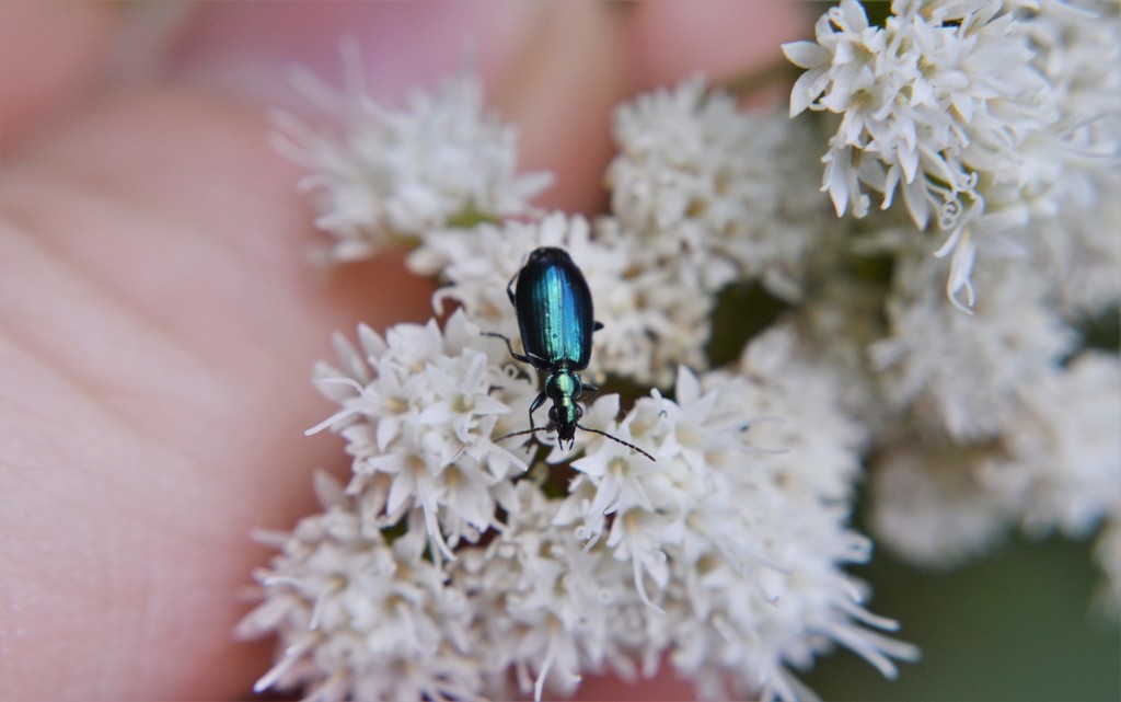 Flower Lebia Beetle from Cumberland, MD 21502, USA on September 26 ...