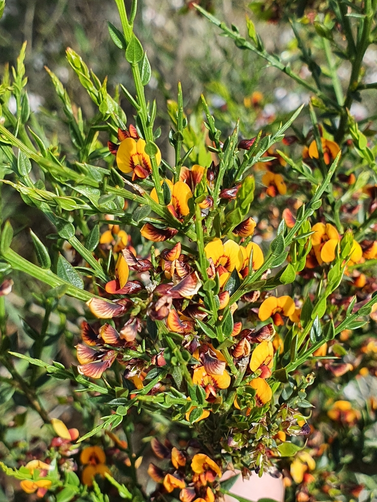 Bitter Peas from Quarry Hill VIC 3550, Australia on September 27, 2020 ...
