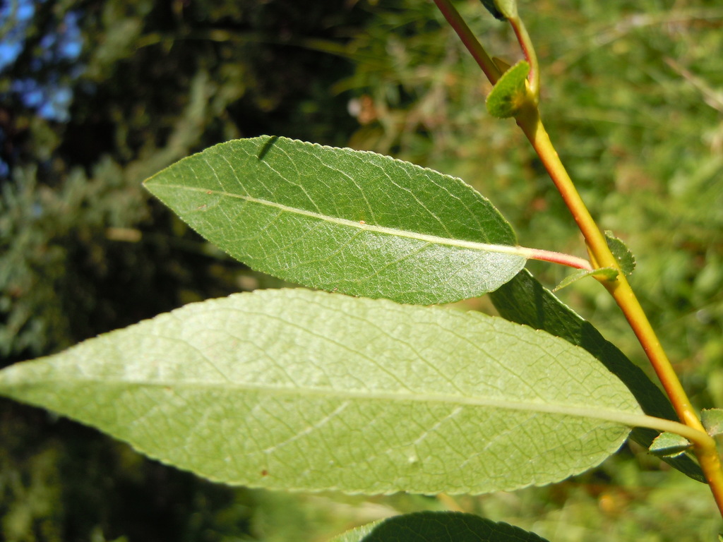 booth's willow (Salix boothii) - Botanical Realm