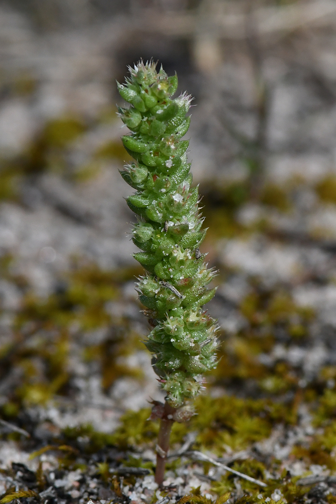 Dense Pigmyweed from Pimpinio VIC 3401, Australia on September 26, 2020 ...