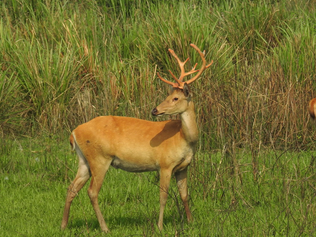 Eastern Swamp Deer in April 2018 by desertnaturalist · iNaturalist