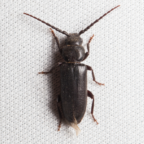 Shiny Long-horned Beetle (Asemum nitidum) wildspecies.ca