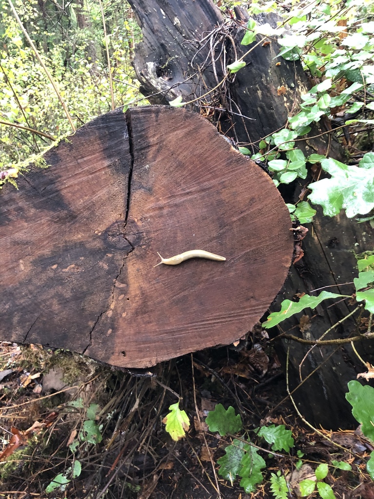 Pacific Banana Slug from Mount Douglas Park, Saanich, BC, CA on ...