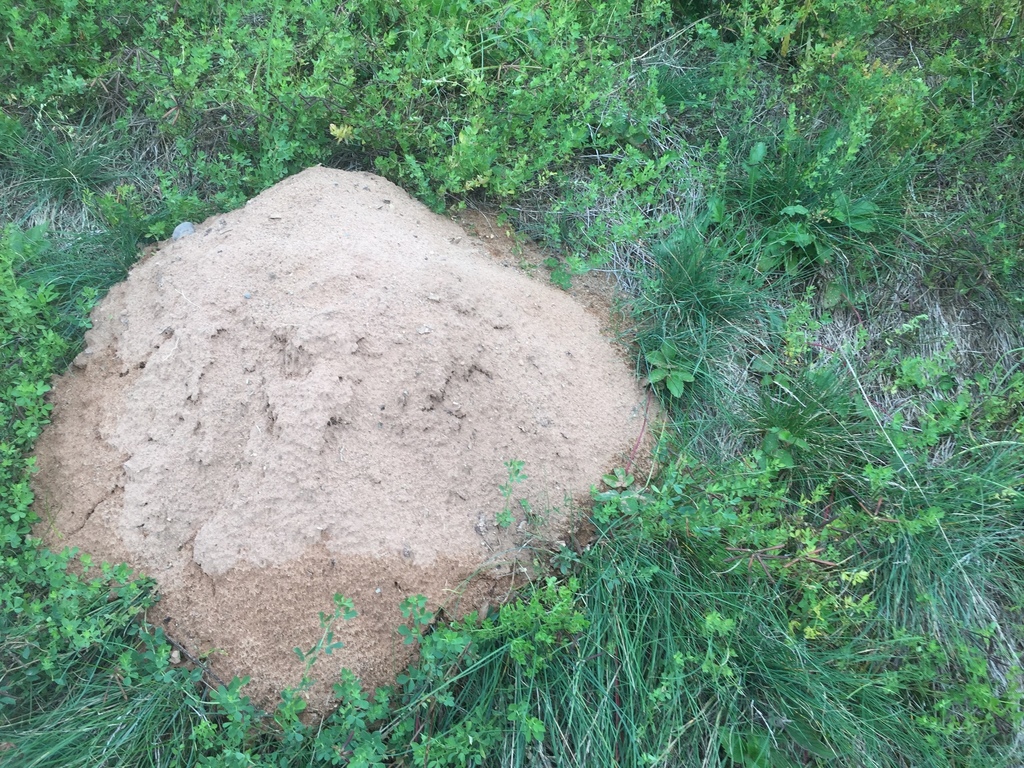 Plains Pocket Gopher from Brule River State Forest, Brule, WI, US on ...