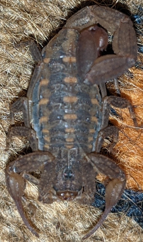 Centruroides nigrovariatus in September 2020 by N.R. Jenzen-Jones ...