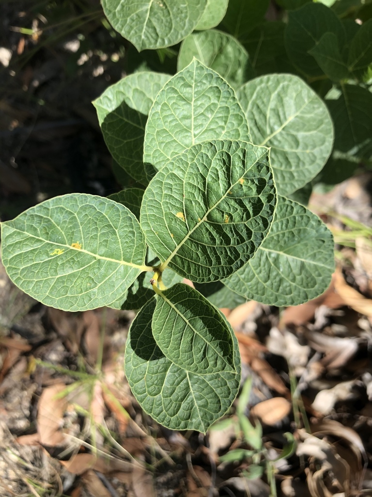 Medicine Bush from Cape Hillsborough National Park, Ball Bay, QLD, AU ...