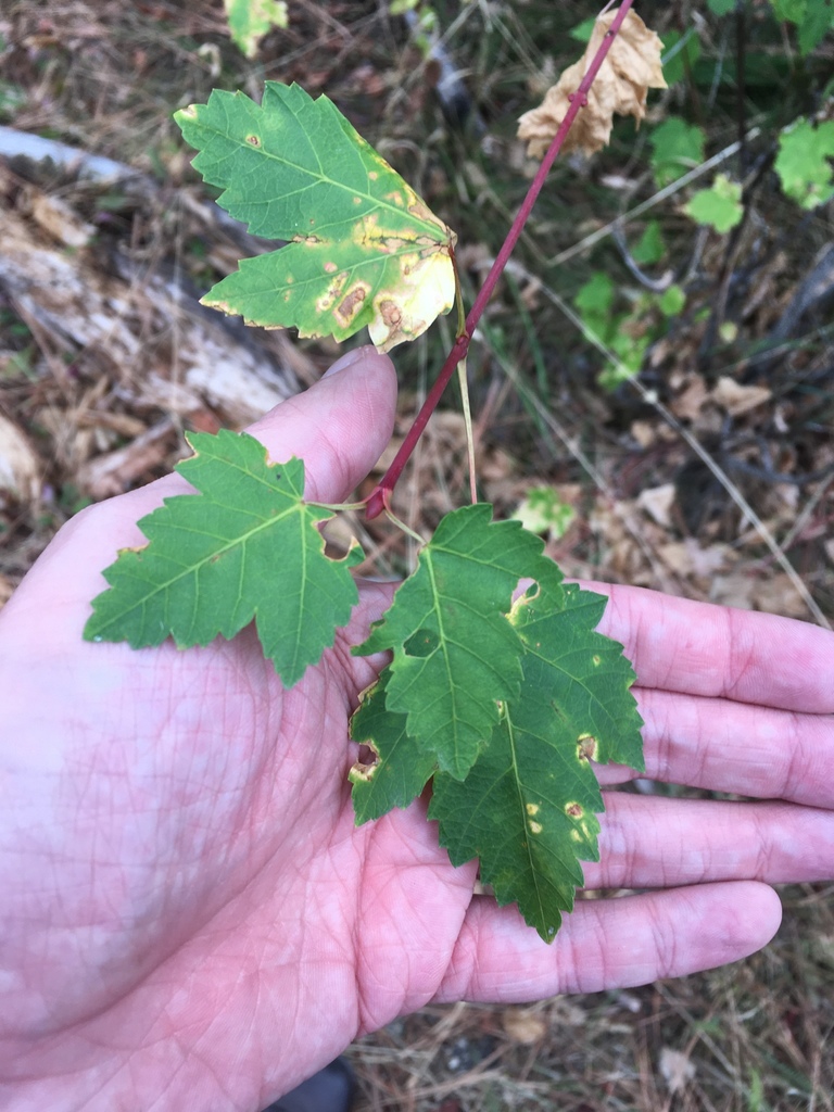 Rocky Mountain maple from Viola, ID, US on September 26, 2020 at 02:13 ...
