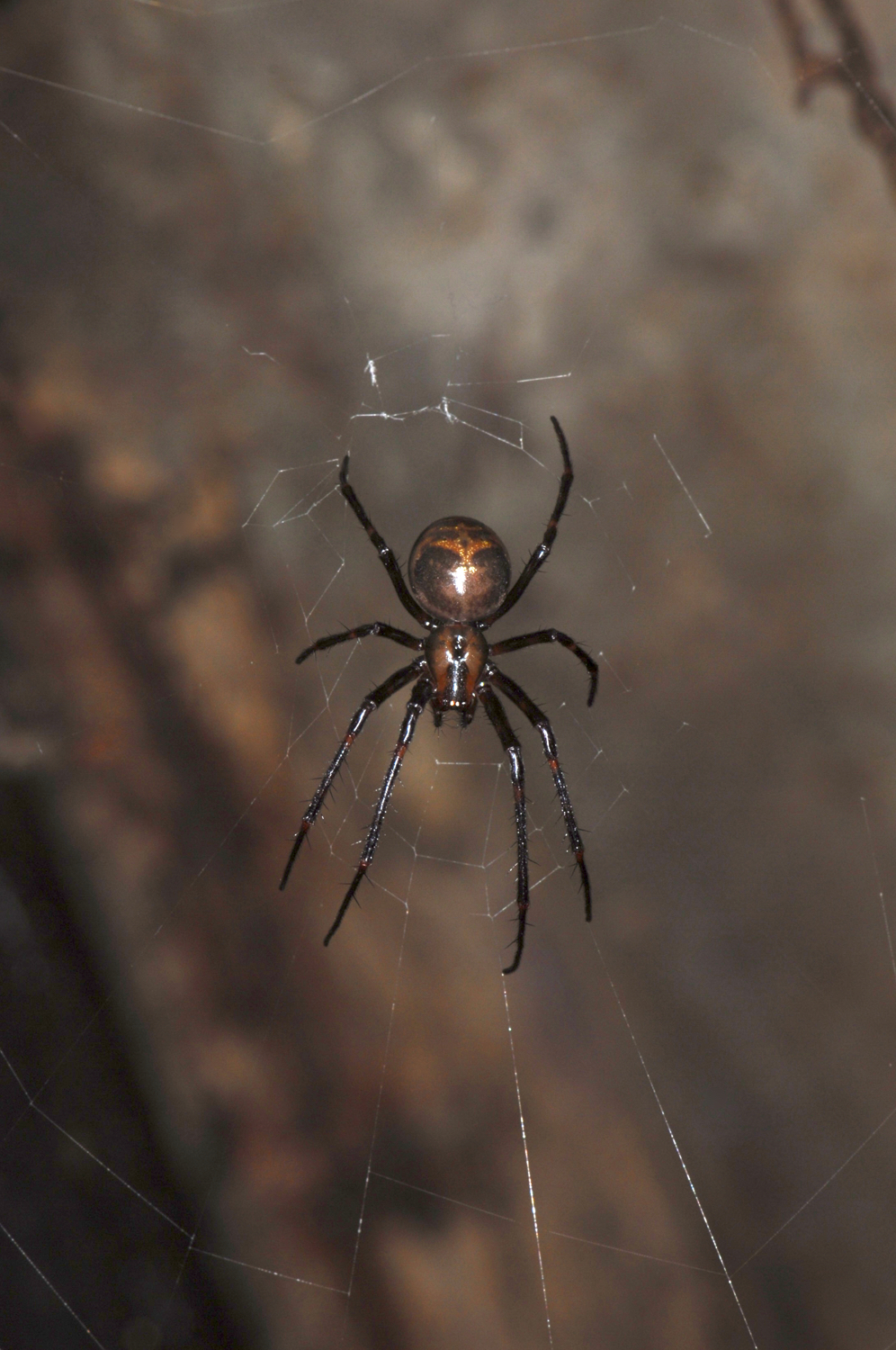 Meta dolloff Levi, 1980