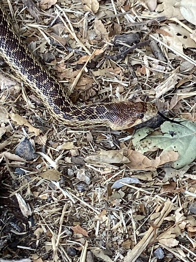 Pacific Gopher Snake from Southeast, Novato, CA, US on September 26 ...