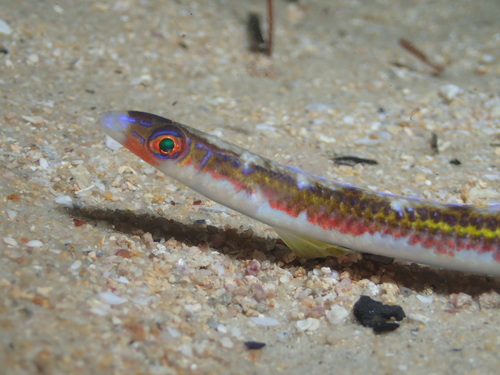 Slender Weed Whiting (Siphonognathus attenuatus) · iNaturalist United ...