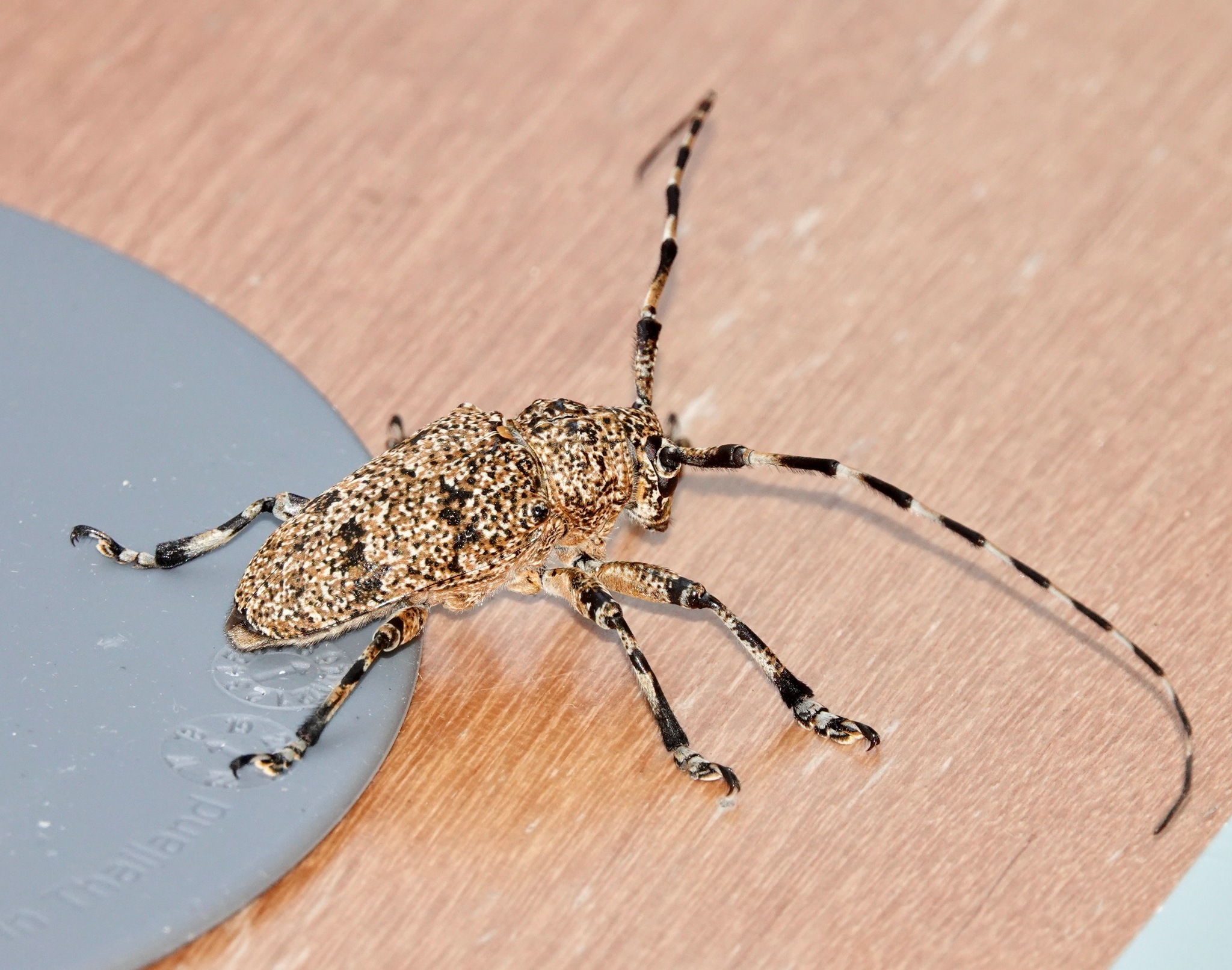 Coptops leucostictica White, 1858
