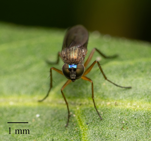 Syntormon flexibile · iNaturalist