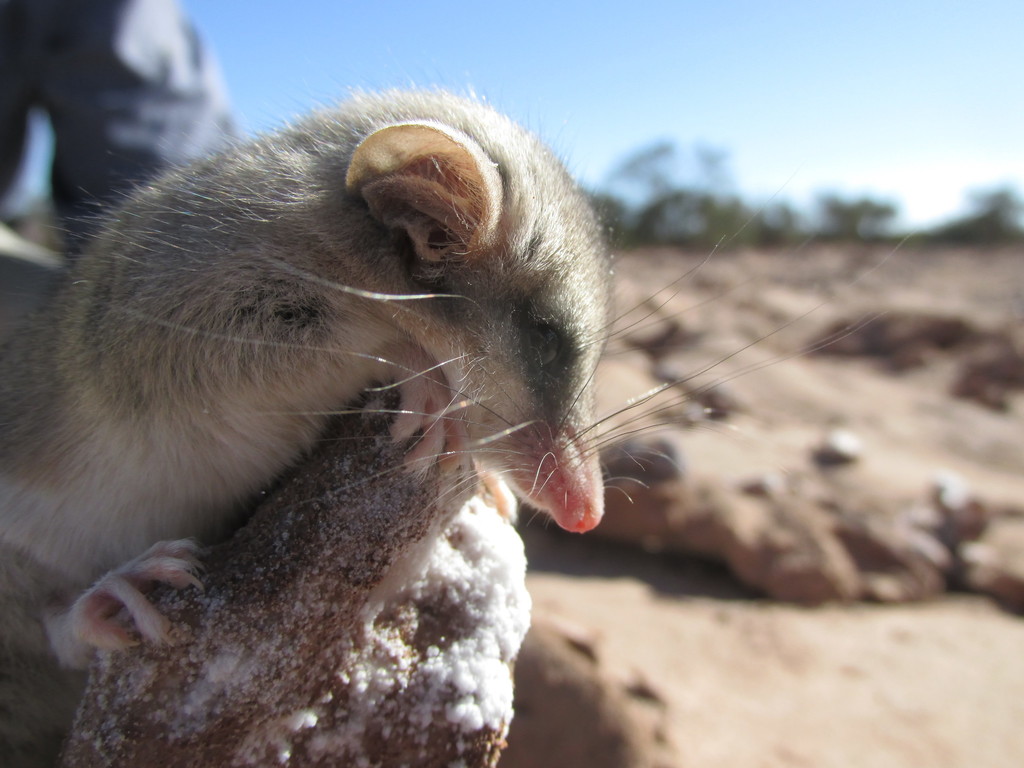 White-bellied Fat-tailed Mouse Opossum from Tamarugal, Tarapacá, Chile ...