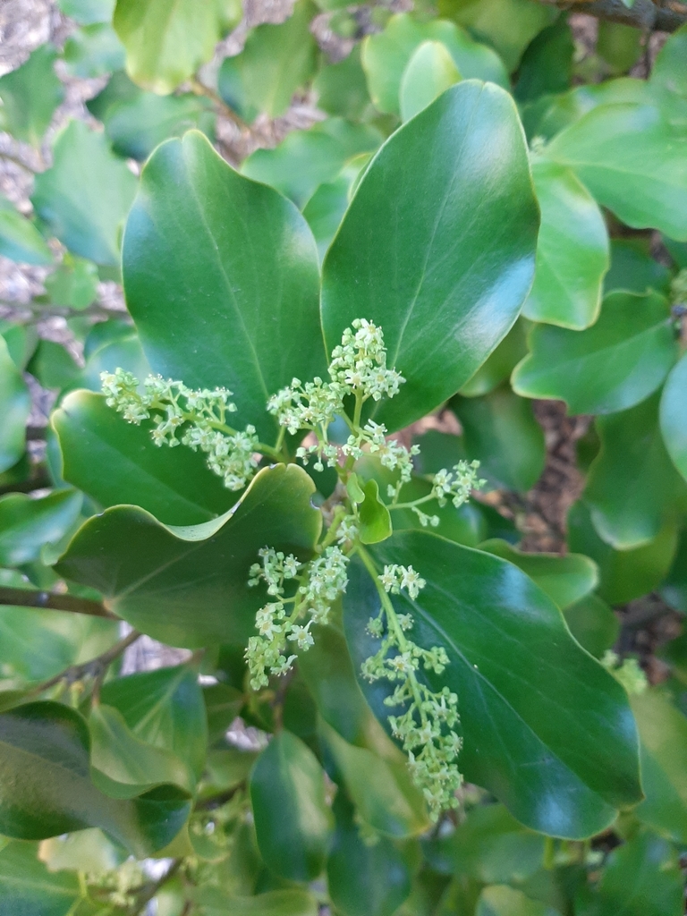 New Zealand Broadleaf from Canterbury 7608, New Zealand on September 27 ...
