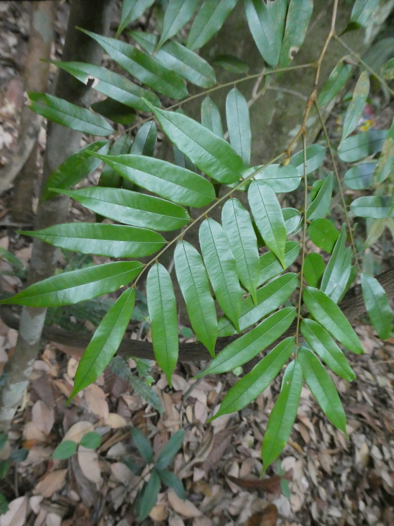 (Dialium platysepalum) - Botanical Realm