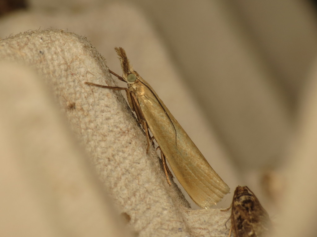 Yellow Satin Veneer (Calgary Insect Pollinators Guide) · iNaturalist