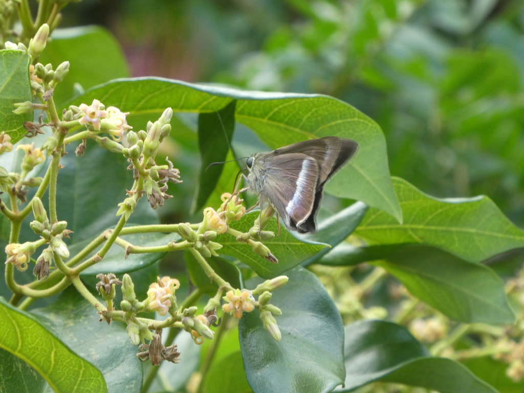 Common Banded Awl from Raven Street Reserve, Brisbane QLD, Australia on ...
