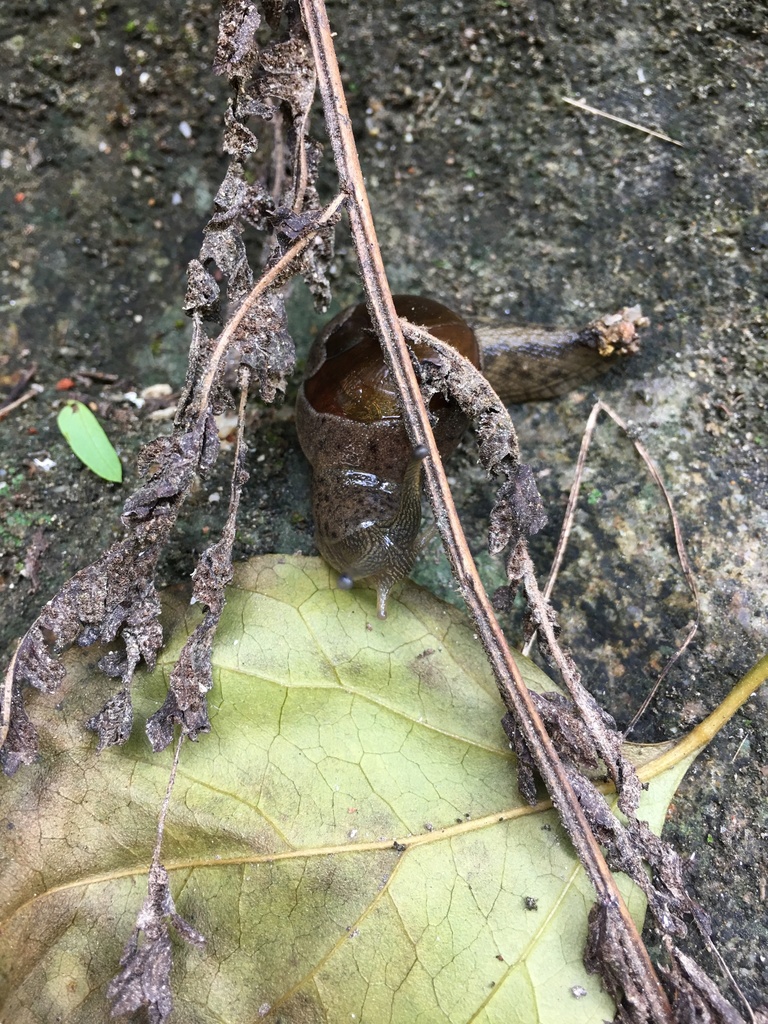 Arboreal Snail from 塘朗山 on September 22, 2020 at 10:26 AM by Kevin ...