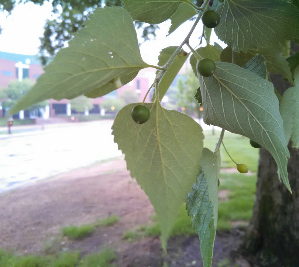 Common Hackberry (LA Urban Forest Program) · iNaturalist Mexico