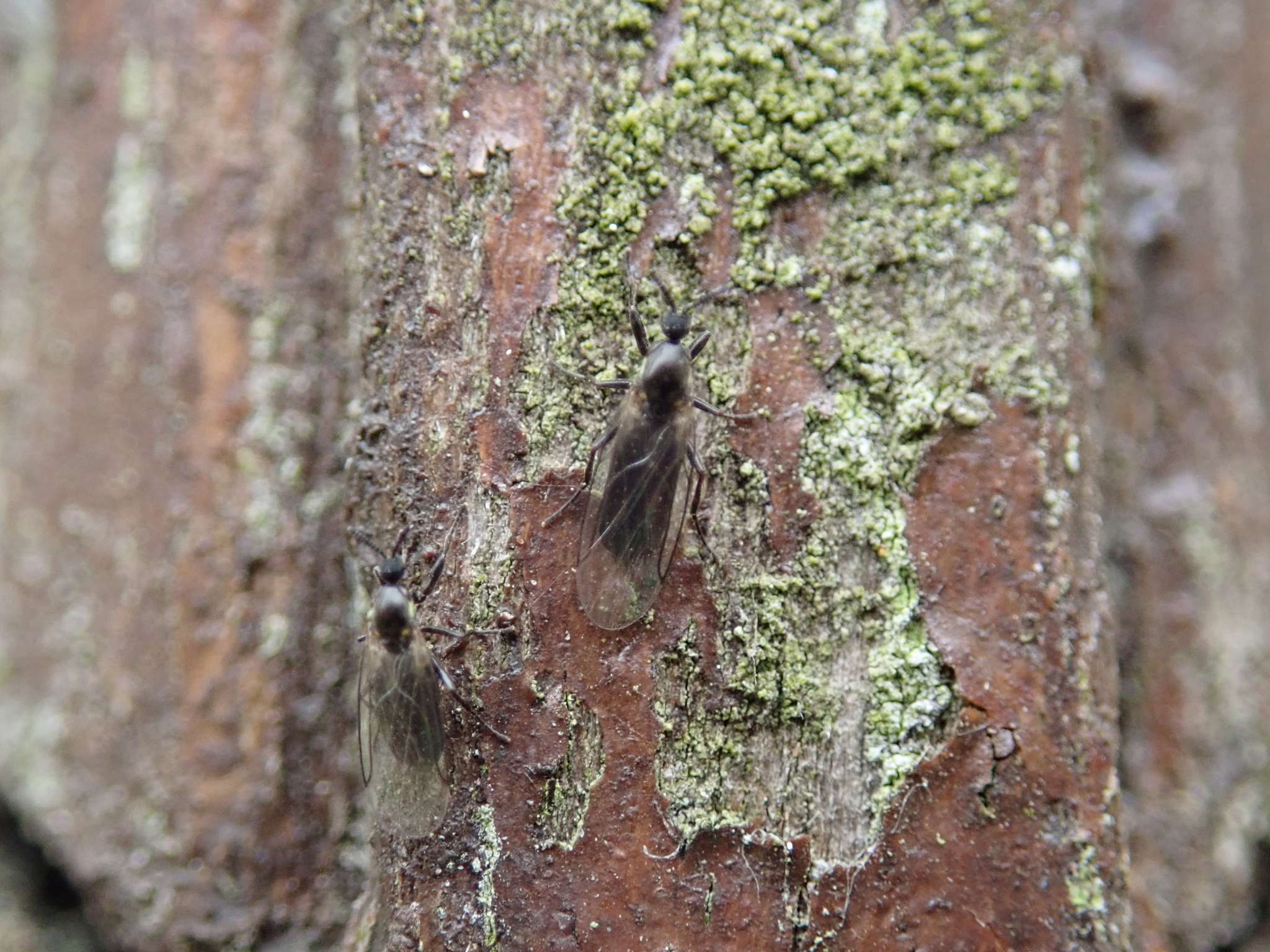 Scatopse notata (Linnaeus, 1758)