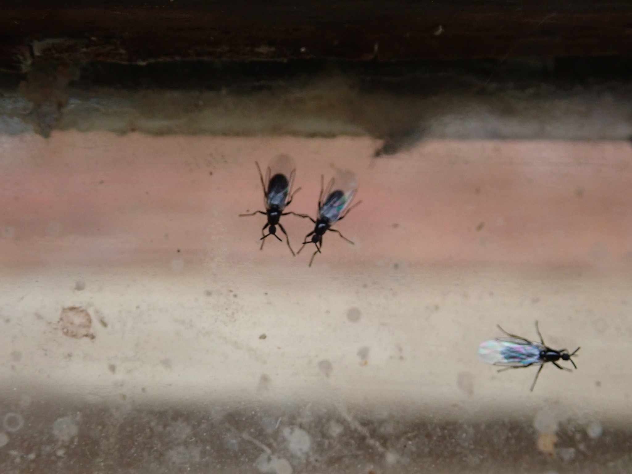 Scatopse notata (Linnaeus, 1758)