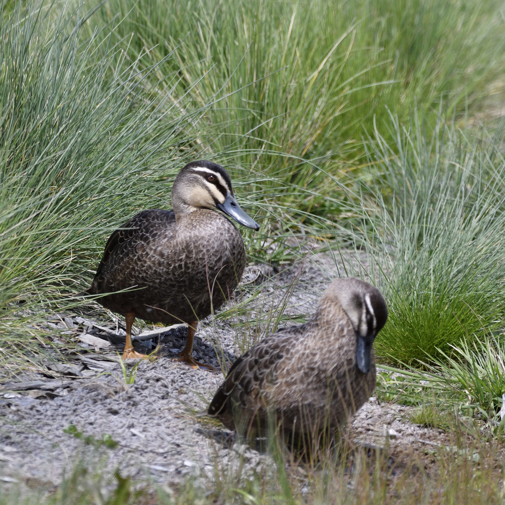 Pacific Black Duck × Mallard from Canberra Central, ACT, Australia on ...