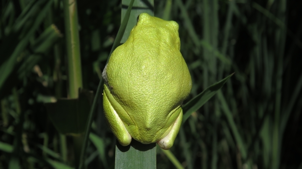 Lemon-yellow Tree Frog from Yukarıçıyrıklı, Aşağı Çıyrıklı/Tuzluca ...